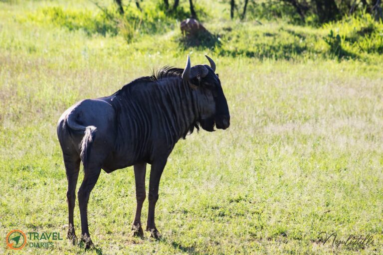 Dinokeng Game Reserve Self-Drive Routes - DinokengCoZa: The #1 Website ...